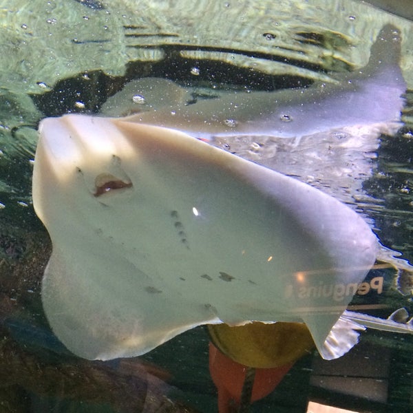 Sea Life Centre - Aquarium