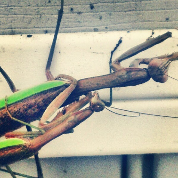 Cherry Hill Drive-In Ice Cream - Ice Cream Shop in Albion