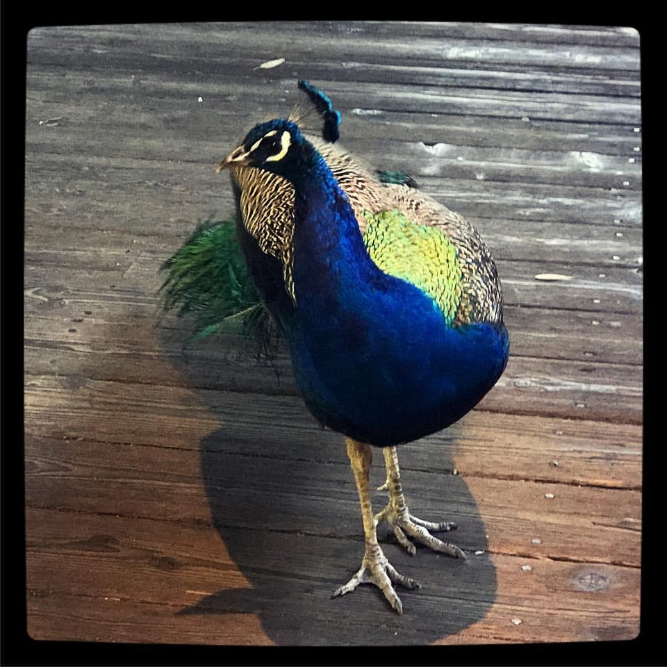 San Francisco Zoo Photos - GayCities San Francisco